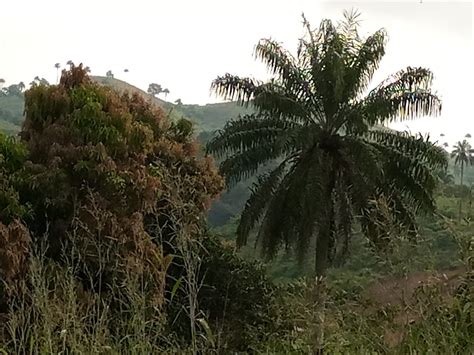 Caméra Anna Ly Flickr