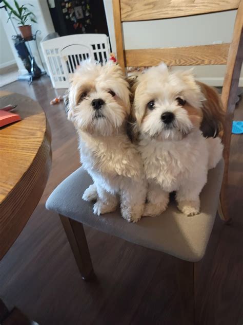 Focus : r/Shihtzu