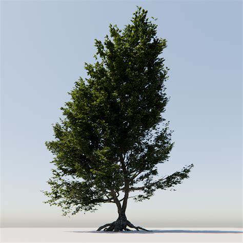 Tree 13 Trees Models Blenderkit
