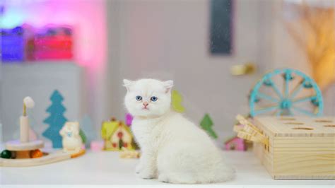 브리티쉬숏헤어 스토리가 있는 고양이분양 게시판 입니다