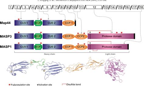 Figure 2 From Mannose Binding Lectin Serine Proteases And Associated Proteins Of The Lectin