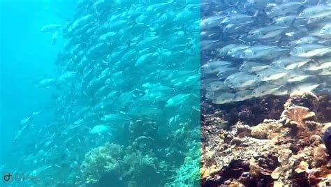 Dive Underwater Video Color Correction Beta 02 Is Now On Both Ios