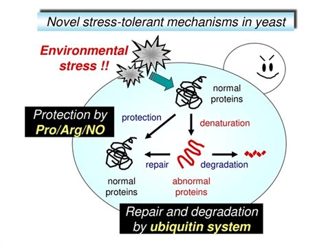 The Stress Effect On Already Isolated Yeast Using