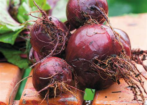 How To Plant Grow And Care For Beetroot Sarah Raven