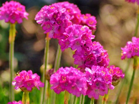 海石竹 海石竹的养殖方法和注意事项 花园植物 藤本月季网