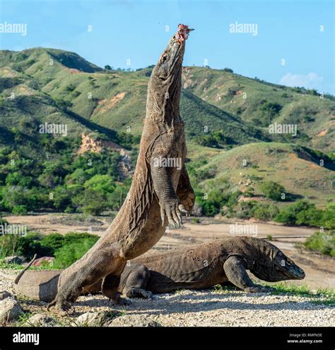 Komodo Dragonsthe Komodo Dragon Stands On Its Hind Legs And Open Mouth