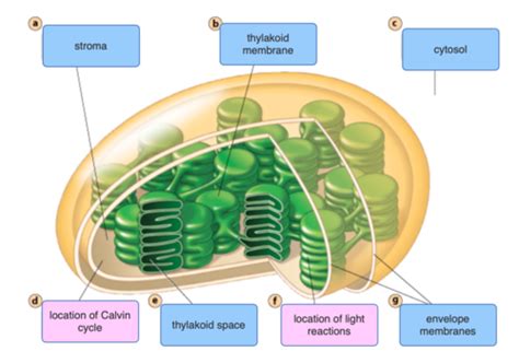 Redox Reaction Photosynthesis