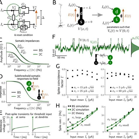 Neuronal Responses To An Applied Electric Field And To Input
