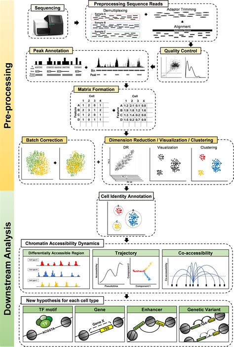 Single Cell Atac Sequencing Analysis From Data Preprocessing To Hypothesis Generation