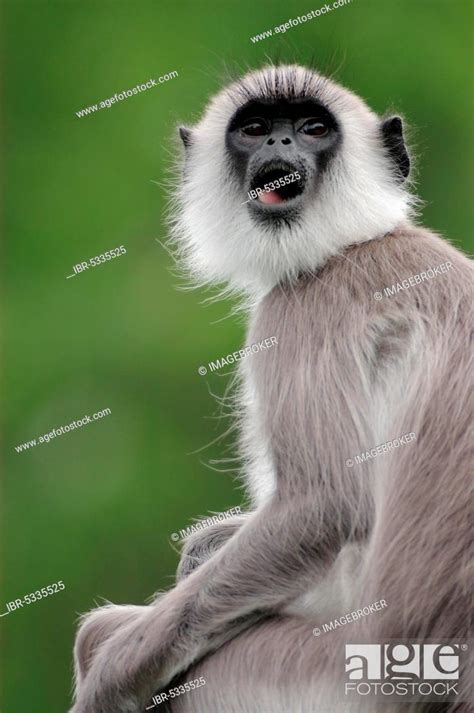 Tufted Gray Langur Semnopithecus Priam Semnopithecus Entellus Priam