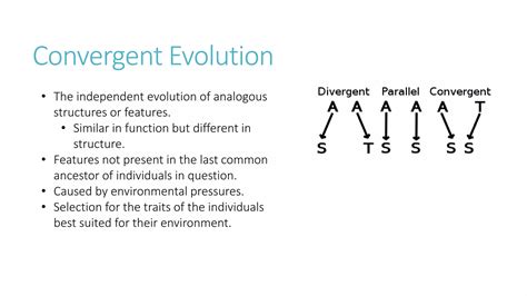 Convergent Evolution Presentation Pptx
