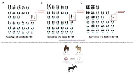 Solved Mule Is Almost Completely Sterile Only Reports Of Chegg Com