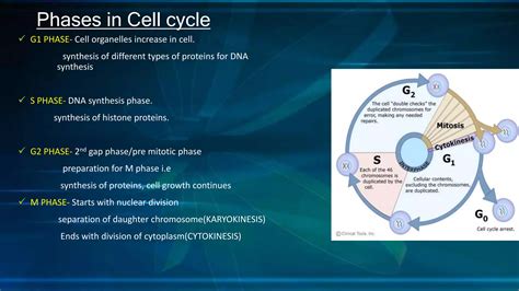 Cell Cycle Regulation Ppt Pptx