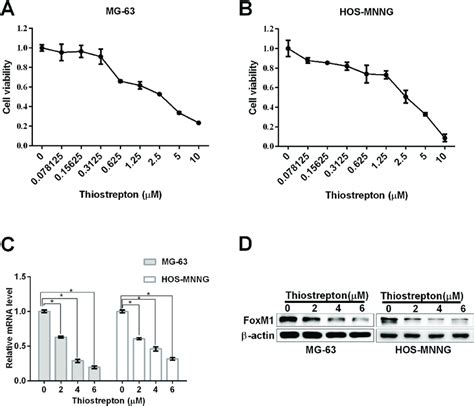 The Foxm1 Inhibitor Thiostrepton Reduces Os Cell Viability And Foxm1