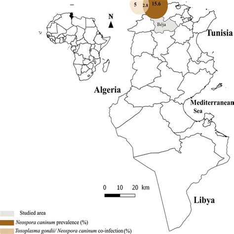 Molecular Prevalence Of Neospora Caninum And Toxoplasma Gondii And Download Scientific Diagram
