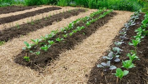 Using Mushroom Compost Complete Guide For Home Gardeners