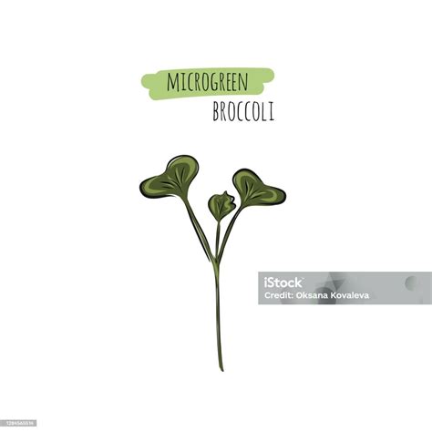 손으로 그린 브로콜리 마이크로 그린 흰색 배경에 격리된 스케치 스타일의 벡터 그림 그리기에 대한 스톡 벡터 아트 및 기타 이미지