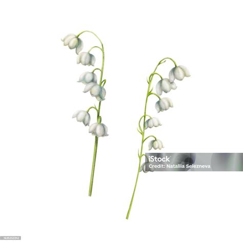 계곡의 수채화 꽃은 흰색 배경에 분리되어 있다 봄 손으로 그린 그림입니다 디자이너 결혼식 장식 엽서 포장지 스크랩북 표지 초대장 포스터 및 직물 은방울꽃에 대한 스톡 벡터