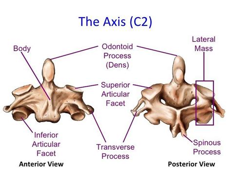 Odontoid Processes Gogreenserre