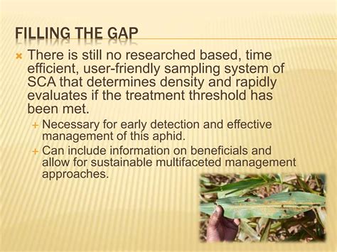 Developing A Sampling Plan For Sugarcane Aphid In Sorghum Ppt
