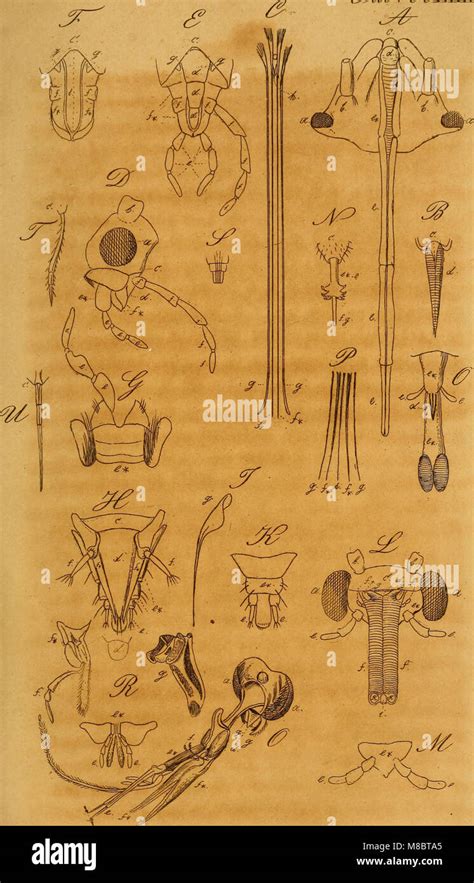 This 1831 Work Describes And Illustrates The True Nature Of Bug Like Insects Hemiptera