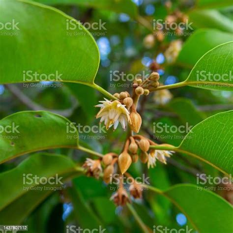 아시아 총알 나무 총알 나무 Bukal 탄종 나무 Medlar 또는 스페인 체리의 꽃 0명에 대한 스톡 사진 및 기타 이미지 Istock