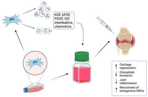 Mesenchymal Stromal Cell Conditioned Media Encyclopedia Mdpi