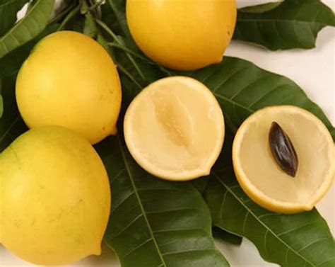 Abiu Fruit Live Plant Pouteria Caimito Seed2plant