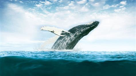 Whale Wallpapers Top Free Whale Backgrounds Wallpaperaccess