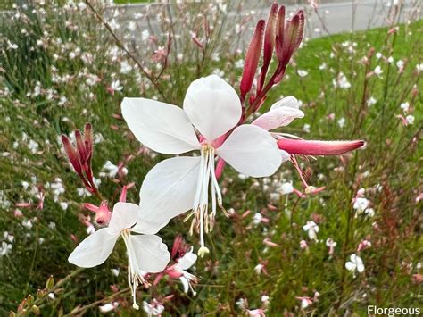 White Gaura Plant Care Gaura Plant Care Nysnib