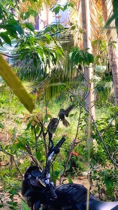 කුරුල්ලා 🐦 Shorts Youtube