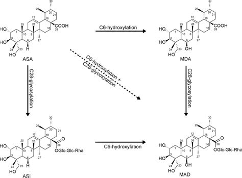 Four Major Centellosides In C Asiatica Asiatic Acid Asa Madecassic