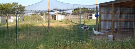 Peacock Coop Backyard Chickens Learn How To Raise Chickens