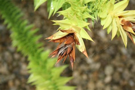 Monkey Puzzle Tree Brown Branch Tips In The Ask A Question Forum Garden Org