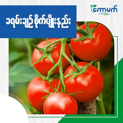 ခရမ်းချဉ်စိုက်ပျိုးနည်း Myanma Awba Comet Fertilizer