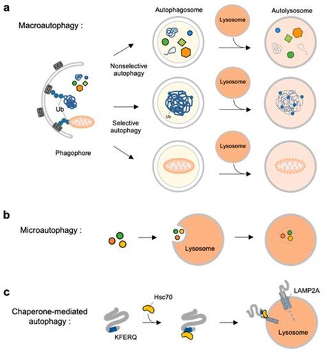 Fluorescent Protein Based Autophagy Biosensors Encyclopedia Mdpi