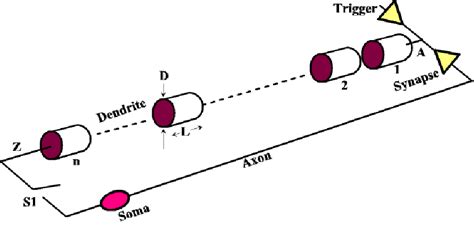 model of a dendritic path s1 is a simulation switch to close the loop