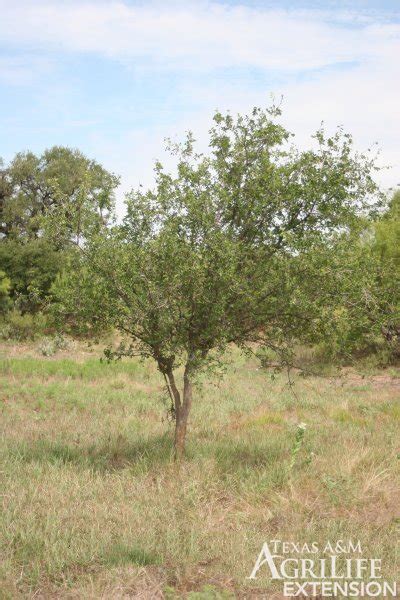 Plants Of Texas Rangelands Hackberry