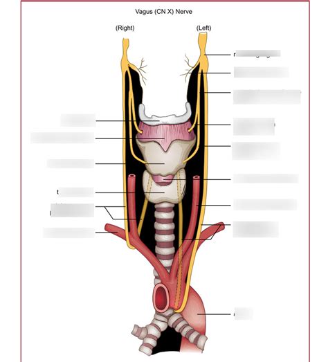 Vagus Nerve Innervation Labeling Diagram Quizlet