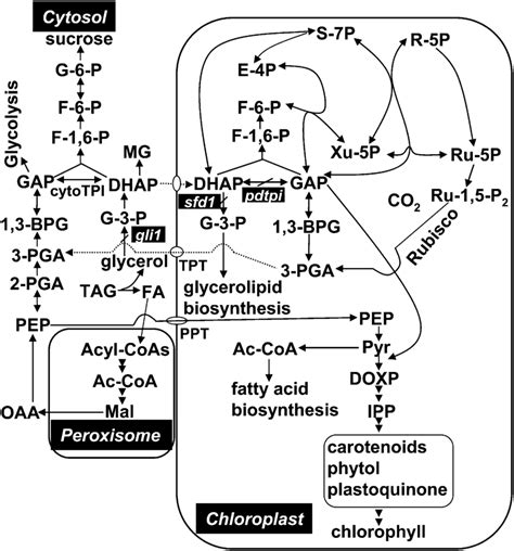Metabolic Pathways Affected By A Mutation In Pdtpi During Download