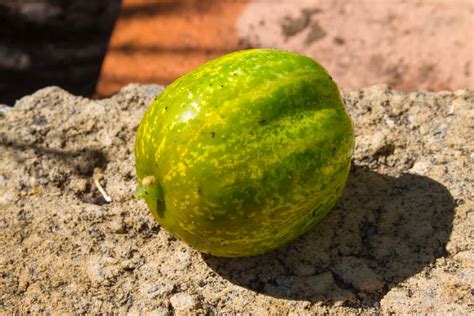 Round Cucumber Varieties Their Features And Care Guides