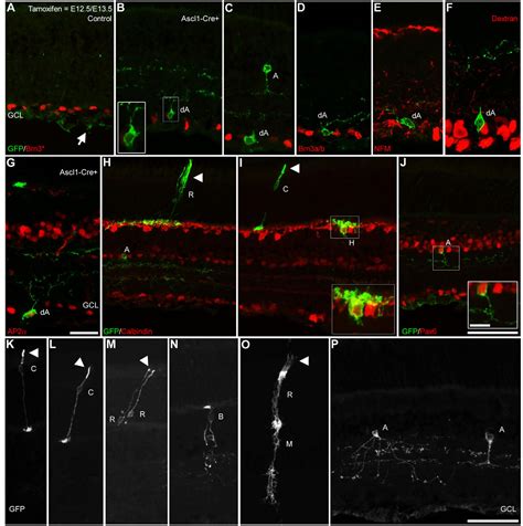 Figure 3 From Ascl1 Expression Defines A Subpopulation Of Lineage Restricted Progenitors In The