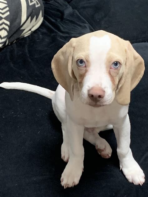 Beagle White