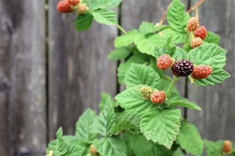 How To Grow Boysenberries Nurtured Life