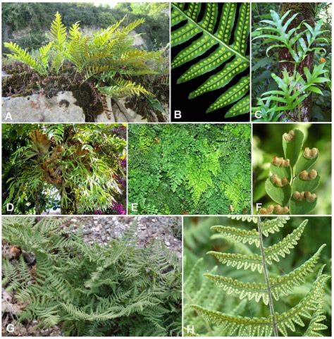 Polypodiaceae Pteridaceae Monilophytes Diversité Et Classification Des Plantes Terrestres Ou