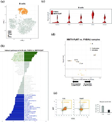 Differential Transcriptomic Analysis Of B Cells Between The Fvb Nj And Download Scientific