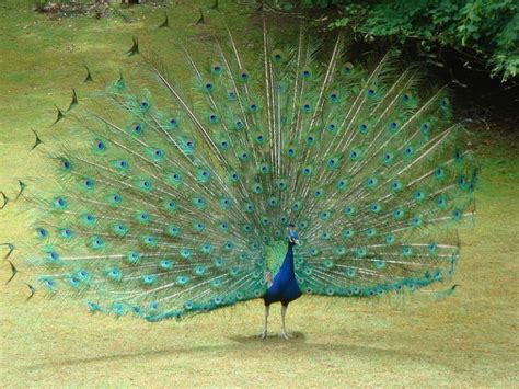 Top 10 Most Colorful Bird Species In The World The Mysterious World