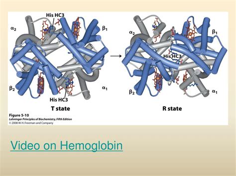 Ppt Chapter 5 1 Protein Function Reversible Binding Of Protein To A Ligand Powerpoint