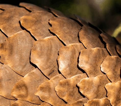 Pangolins Conservation On All Scales