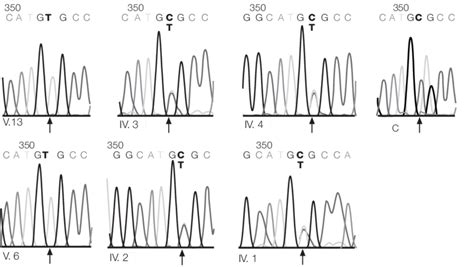 Sequence Electropherograms Showing C→t Transitions Resulting In